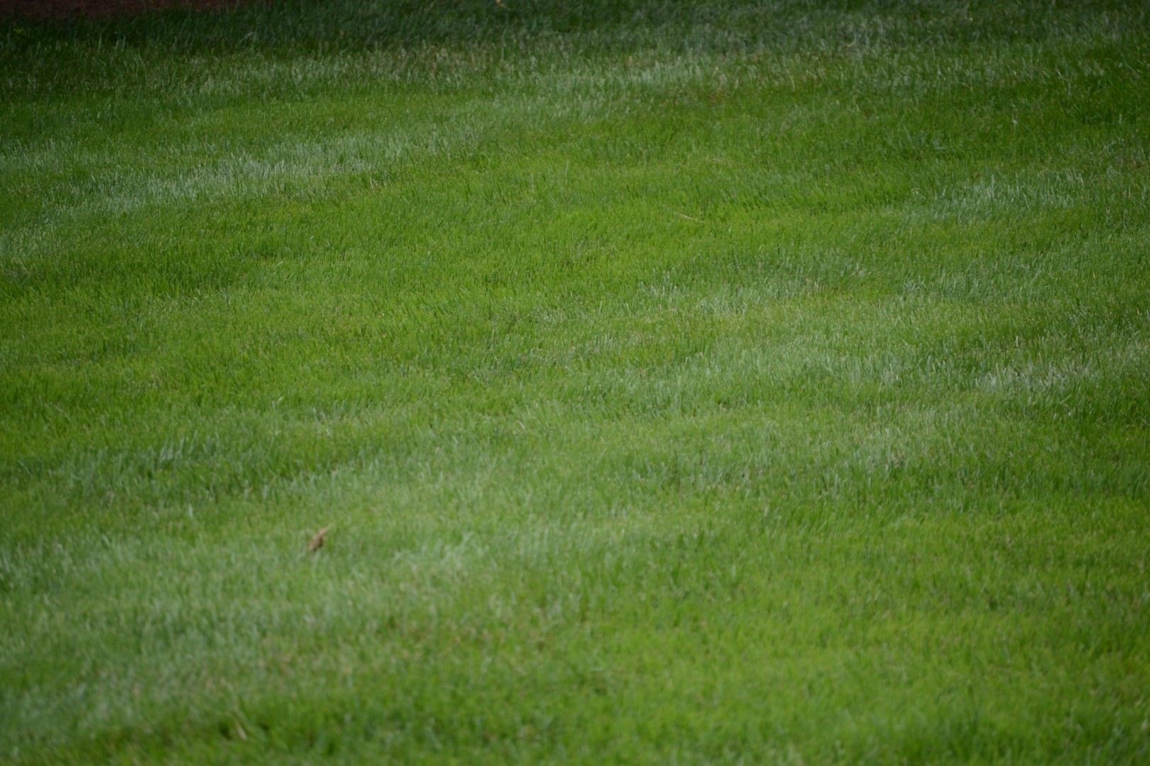 Helpful Lawn Care Tips