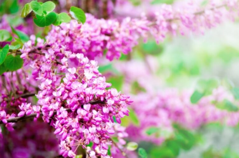 Native Plant Species that Thrive in Northern VA