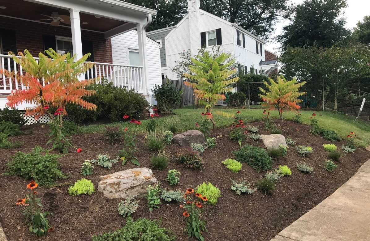 The Best Plants for Low-Maintenance Front Yard Landscaping | Northern ...