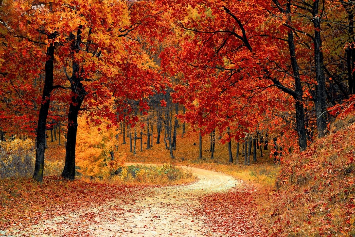 Why Plant Trees in the Fall? | Northern Virginia Landscaping